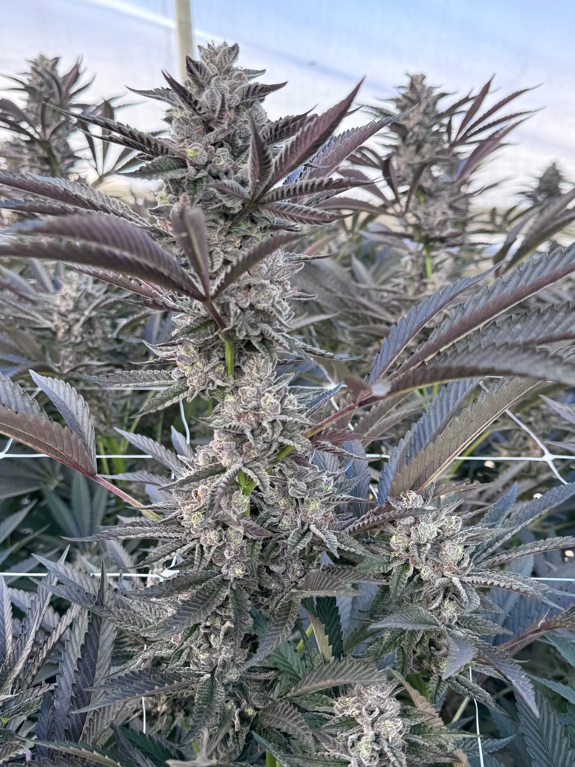 Ridgeline Farms Seeds – Tangled Roots