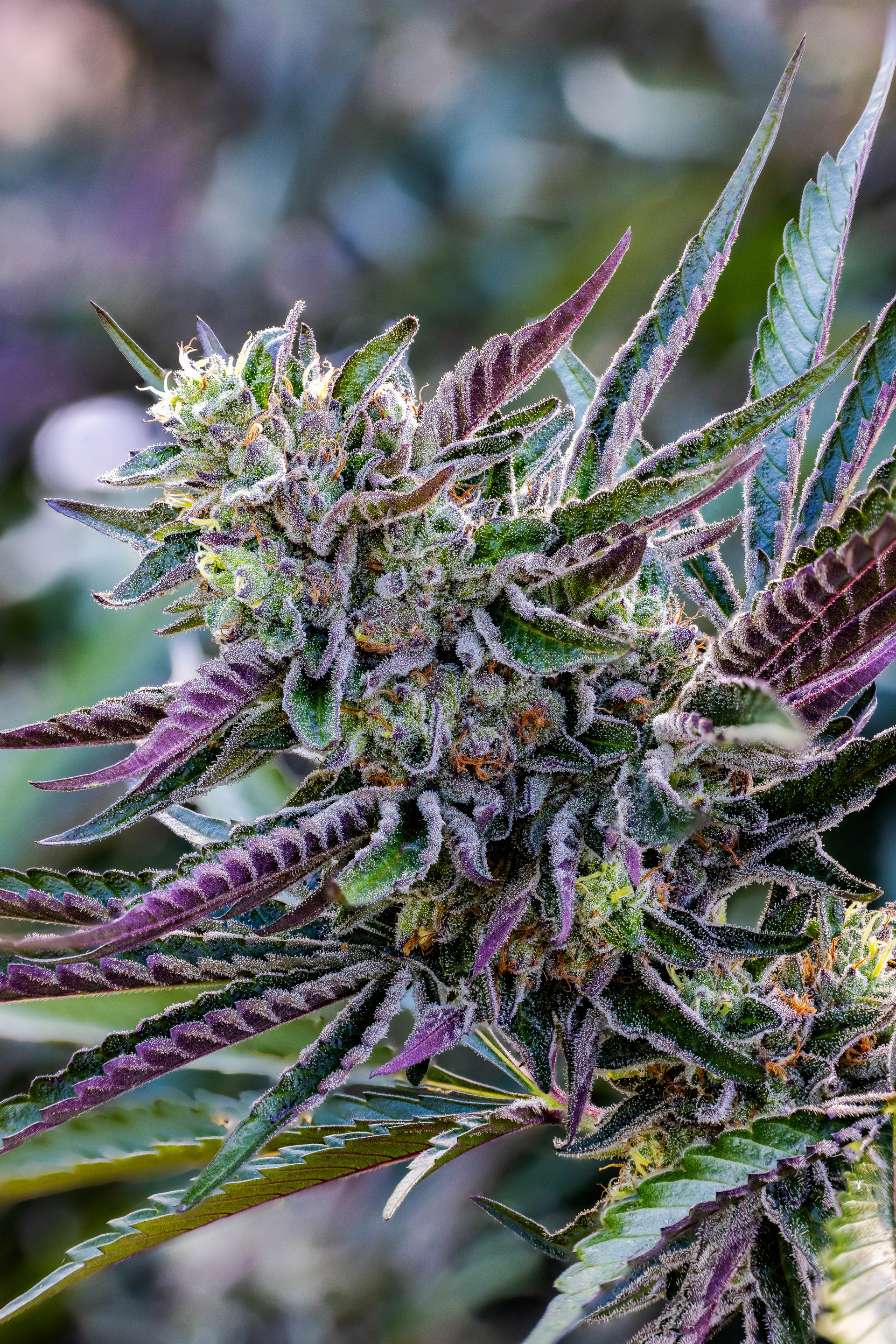 Ridgeline Farms Seeds – Tangled Roots